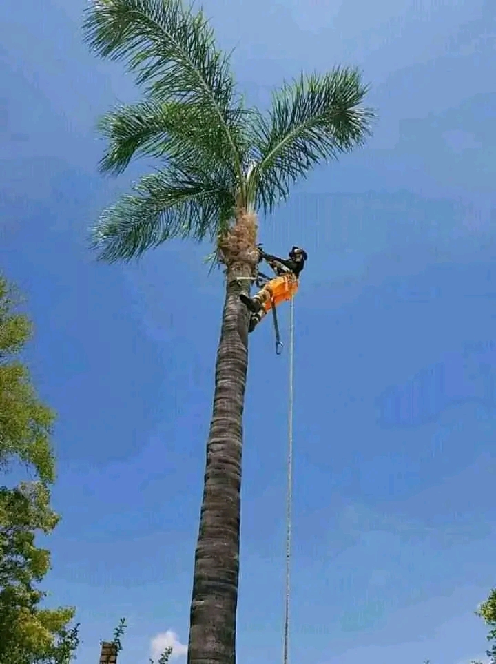 Andre Tree Felling And Projects | 24/7 operation tree cutting emergency